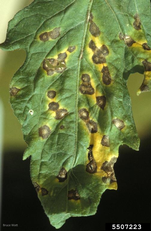 Septoria Leaf Spot of Tomato